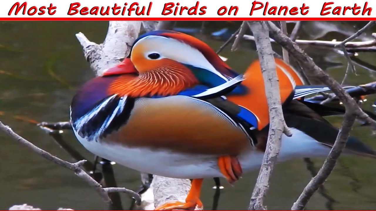 Most Beautiful Birds on Earth Planet || Animal stream - YouTube