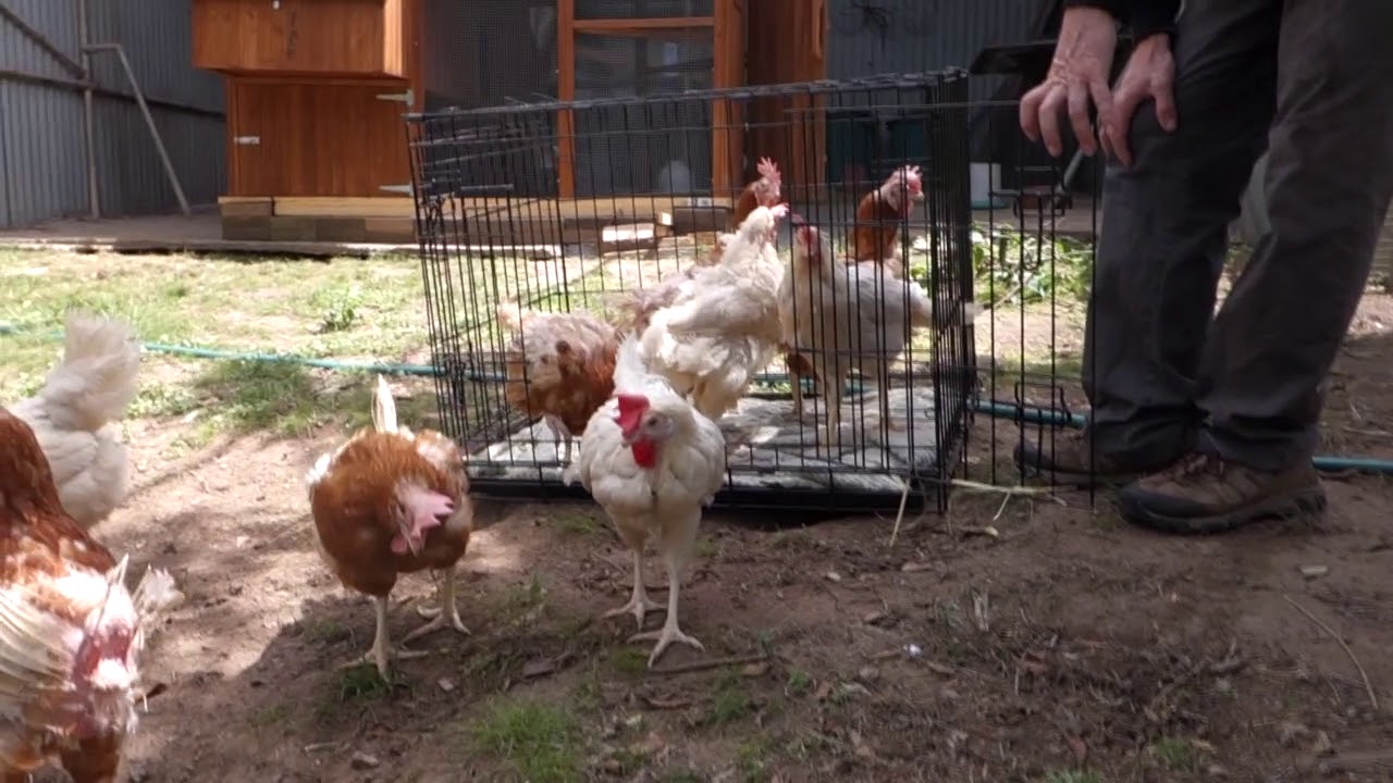 Rescued battery hens at Where Pigs Fly Farm Sanctuary - YouTube