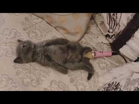 Cat fart! Super funny!! #shorts