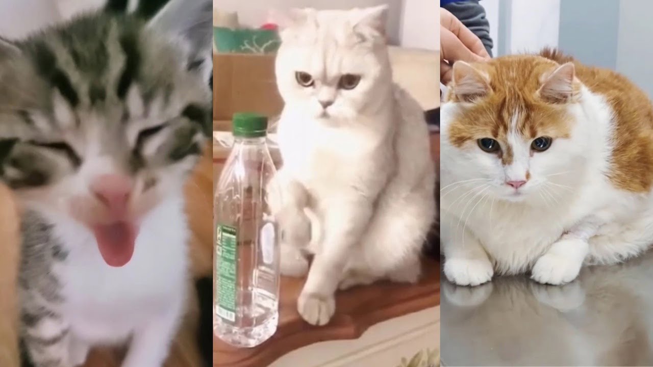 Funny Cats TikTok Compilation😸 #1 - YouTube