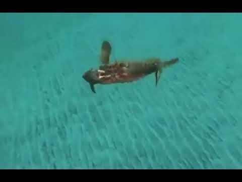 Flying crab - YouTube