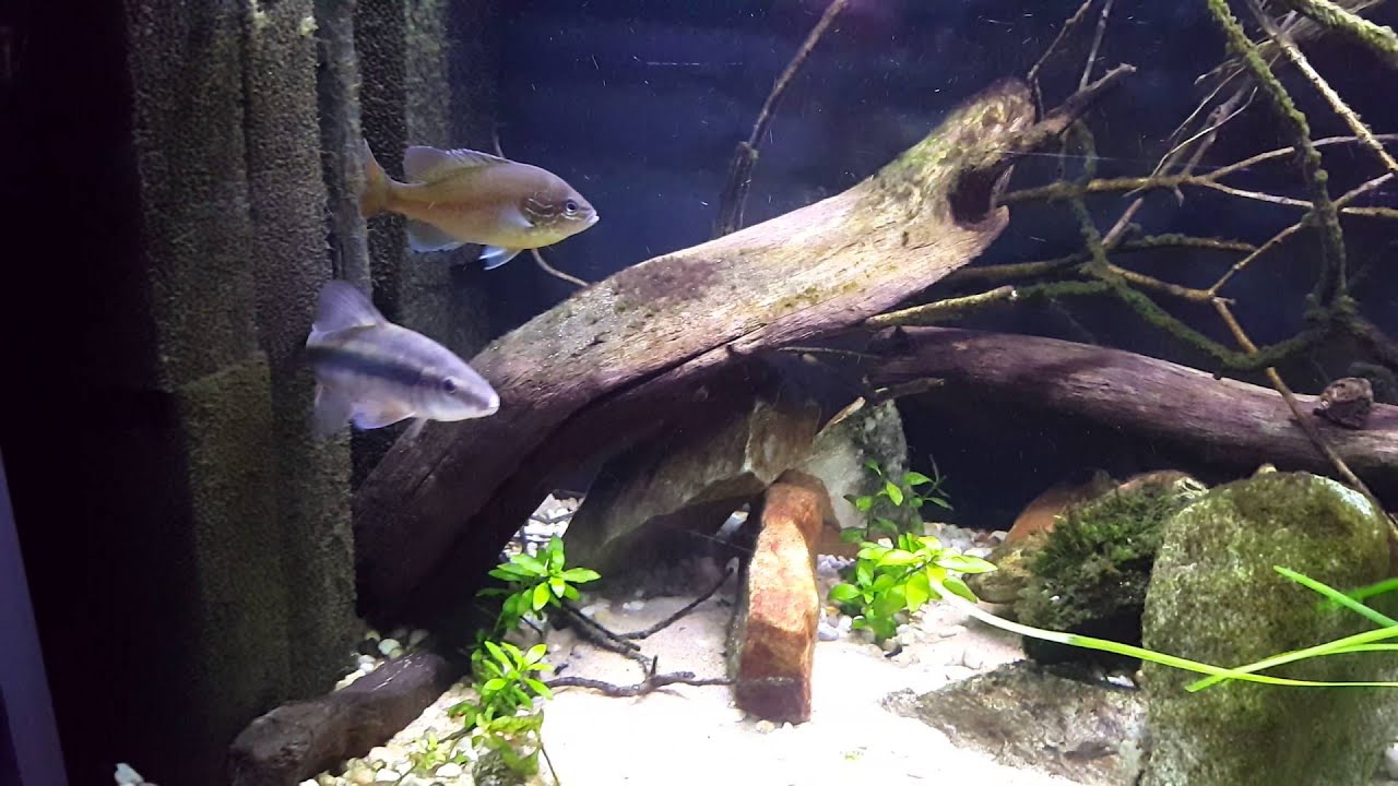 75gallon North American Native riffle tank update March 6, 2016 - YouTube