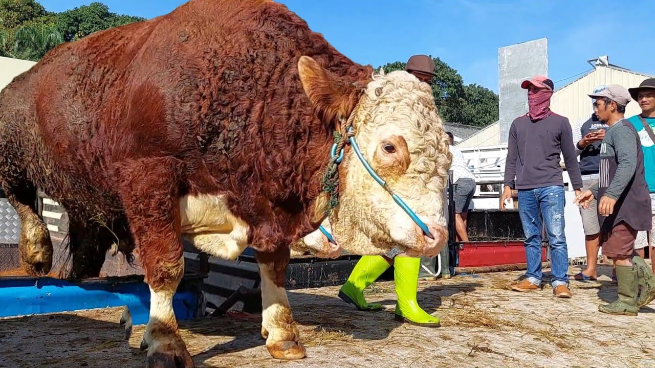 ROMBONGAN SAPI RAKSASA DATANG HEBOH HARGA SELANGIT 57 PER KG MANTAP ‼️ ...