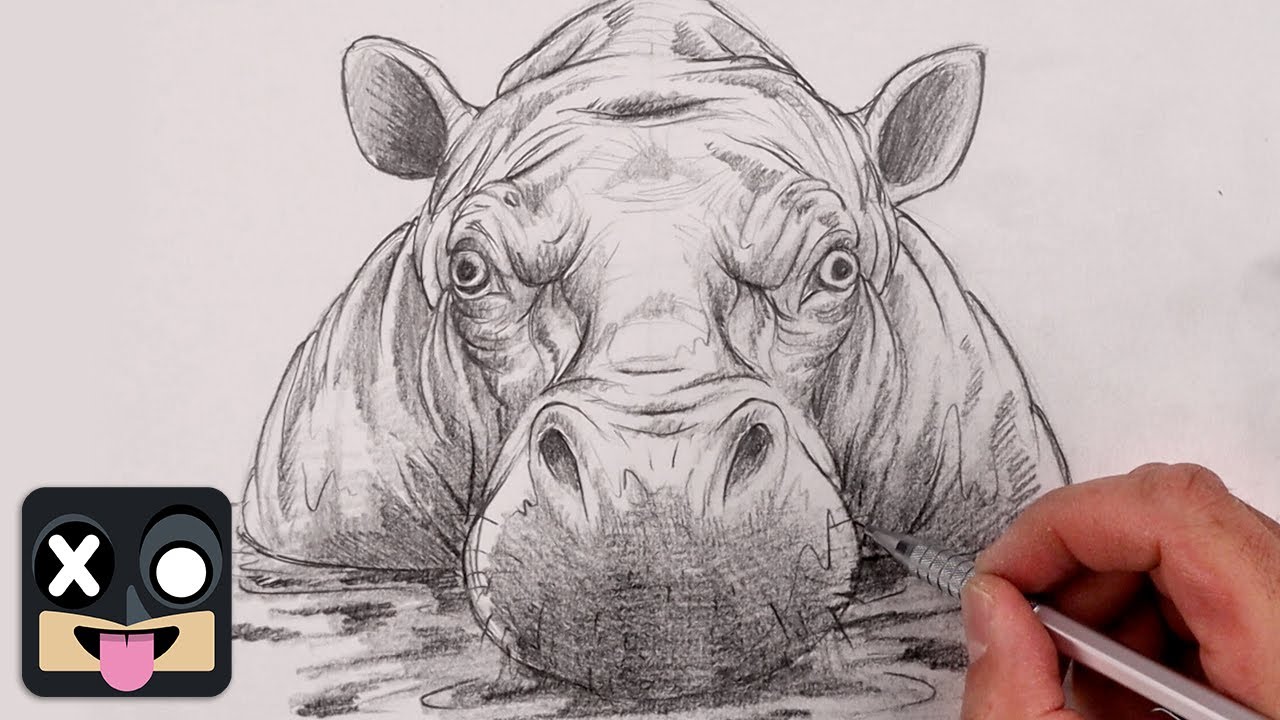 How To Draw a Hippopotamus | Sketch Tutorial - YouTube