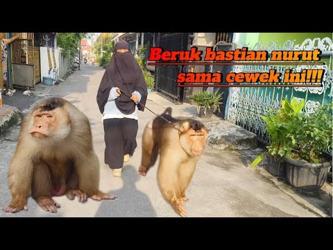 Wanita Bercadar penakluk beruk besar di Bekasi!!! - YouTube