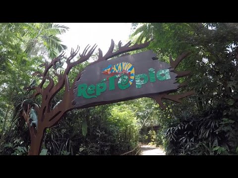 REPTOPIA @ Singapore Zoo - YouTube
