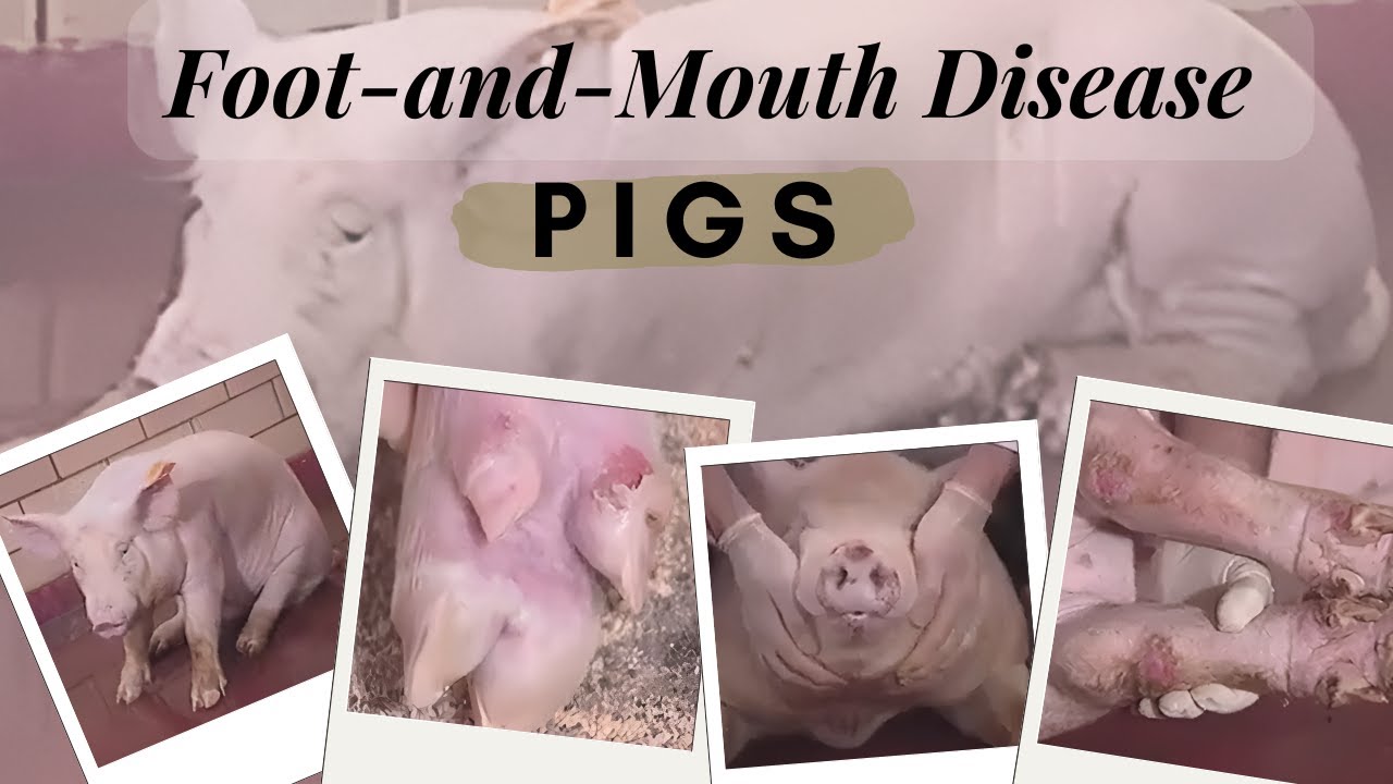 Experimental infection in pigs using foot-and-mouth disease virus - YouTube