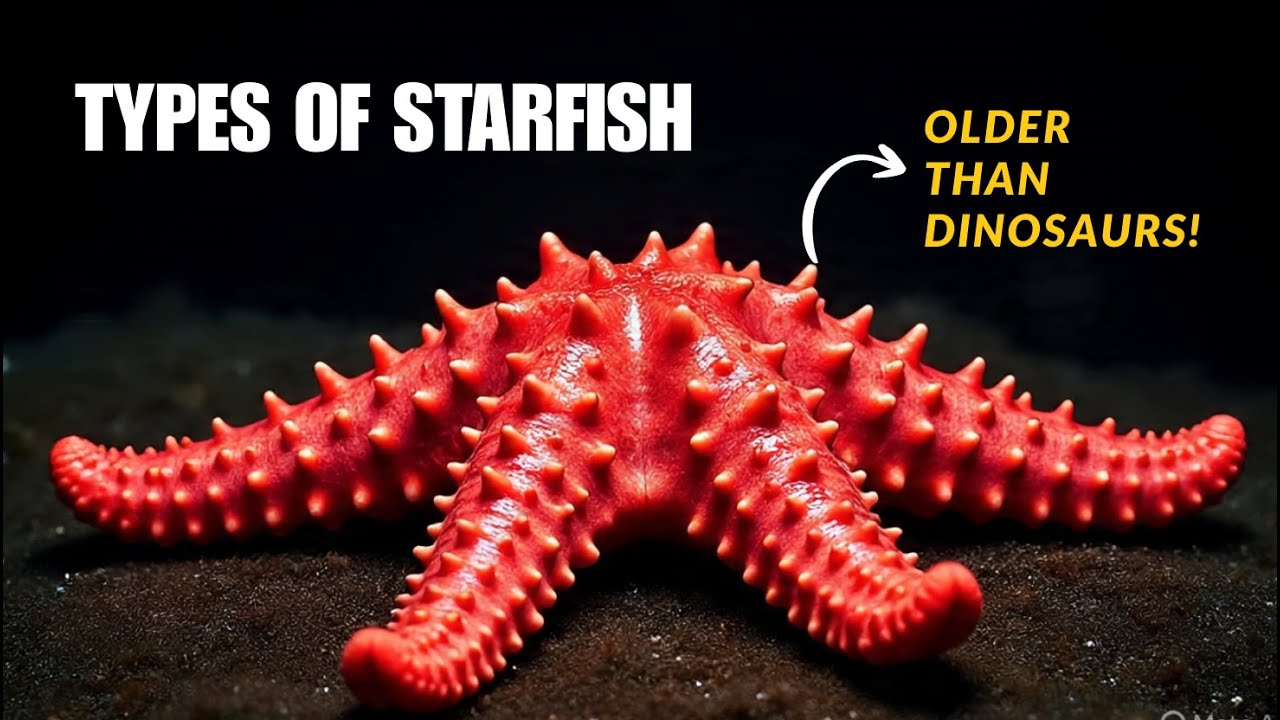 Types of Starfish: Explore the Diverse World of Sea Stars! - YouTube