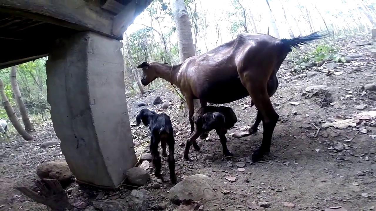 GOAT FARMING : New Goat Bucklings! (Philippine Native Upgraded Dam and ...