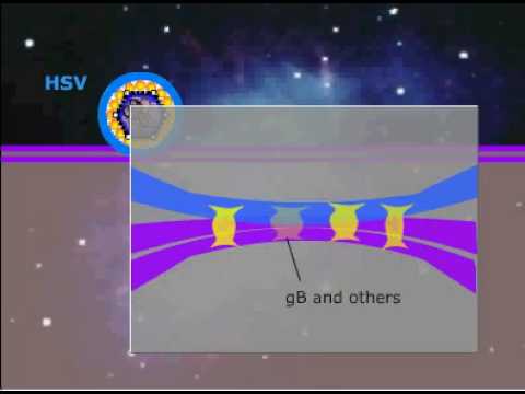 HSV binding and penetration - YouTube