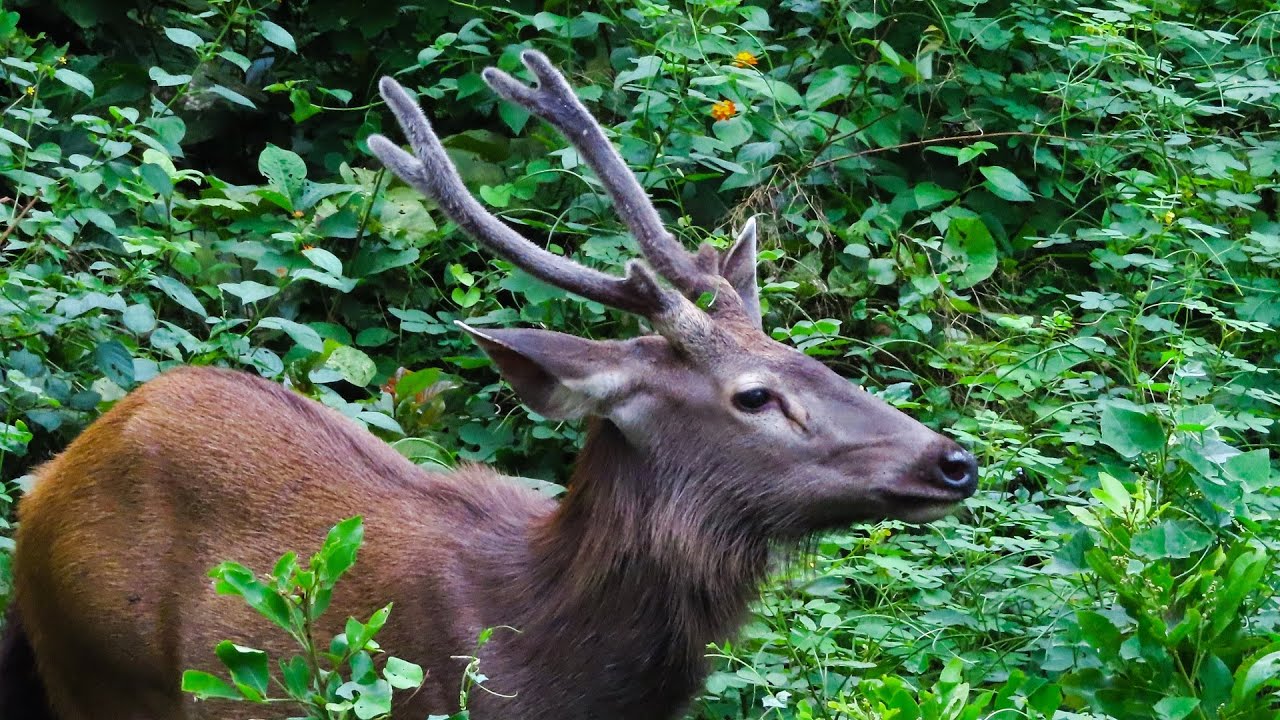 Sambar Deer | Jim Corbett India | Natural forest bird voice sound | No ...
