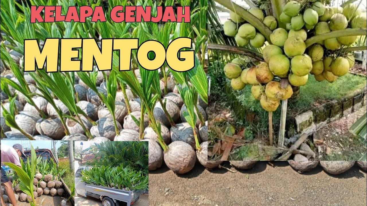 KELAPA GENJAH ENTOG / MENTOG || KELAPA PENDEK DARI KEBUMEN - YouTube