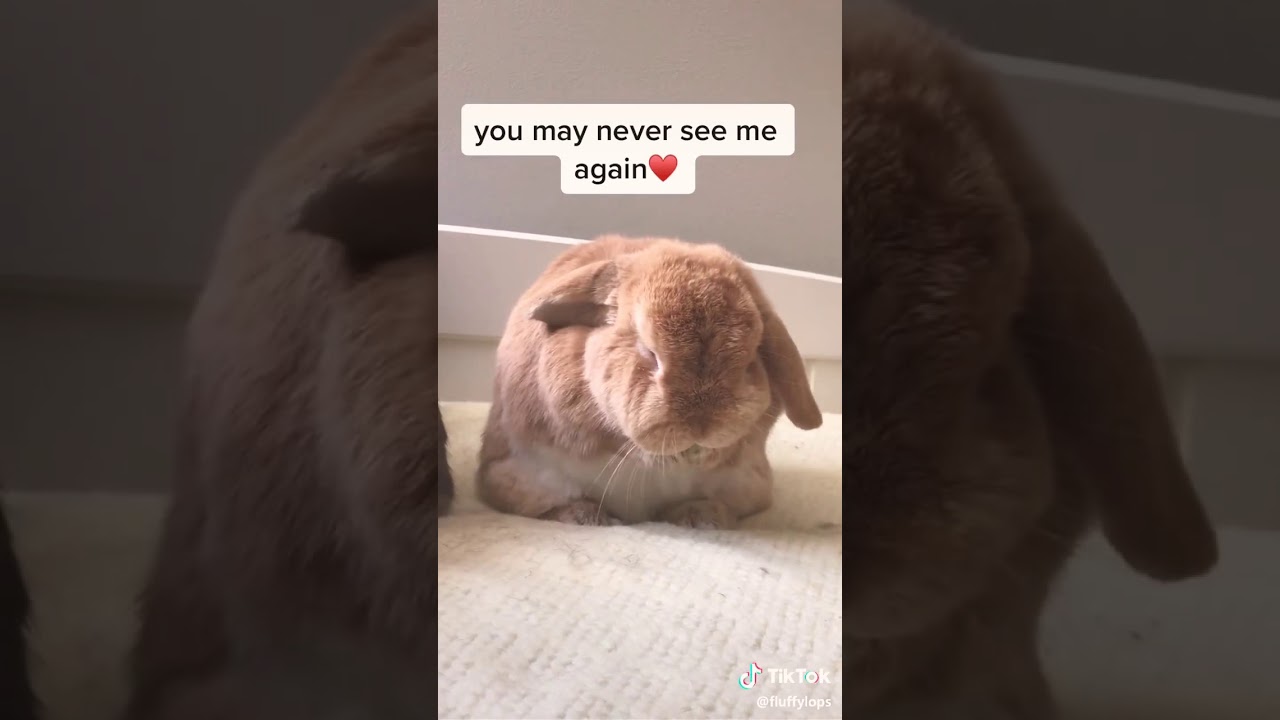 Cute bunnys until 100 subs! - YouTube