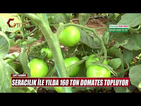 SERACILIK İLE YILDA 160 TON DOMATES TOPLUYOR