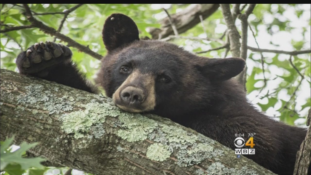 Bear Napping In Tree Captivates NH Neighborhood - YouTube