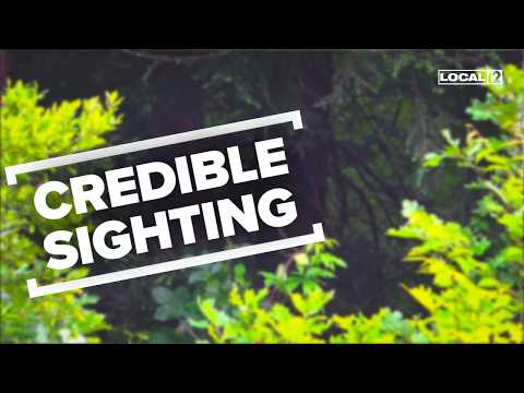 Why researchers say this Connecticut Bigfoot sighting stands out
