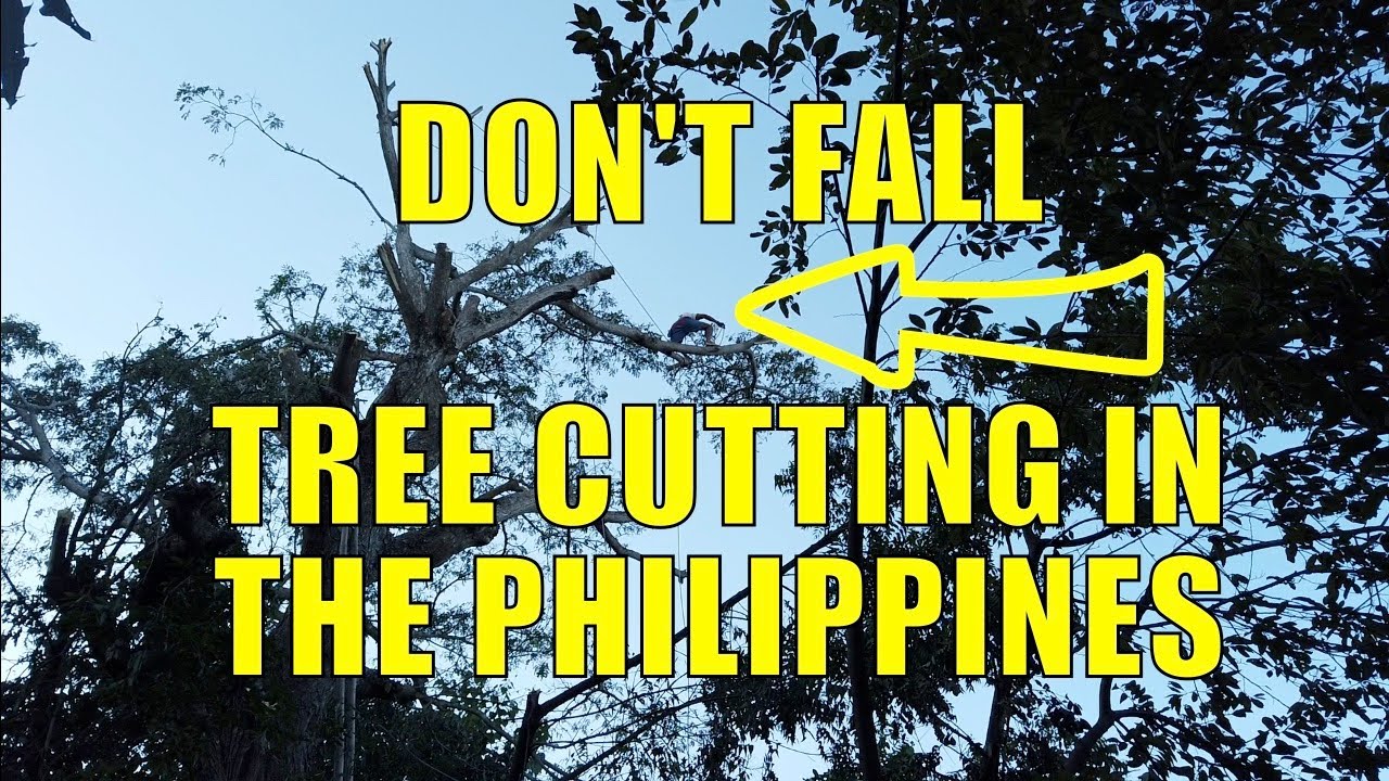 Don't Fall! Tree Cutting In the Philippines. - YouTube