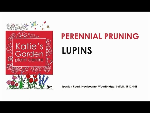 How to look after Lupins: a pruning guide! - YouTube