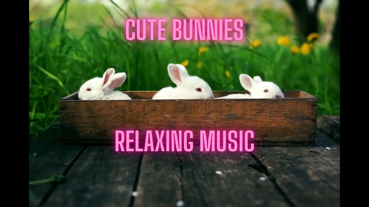 CUTE BUNNIES and RELAXING MUSIC | MEDITATION music | BACKGROUND VIDEO ...