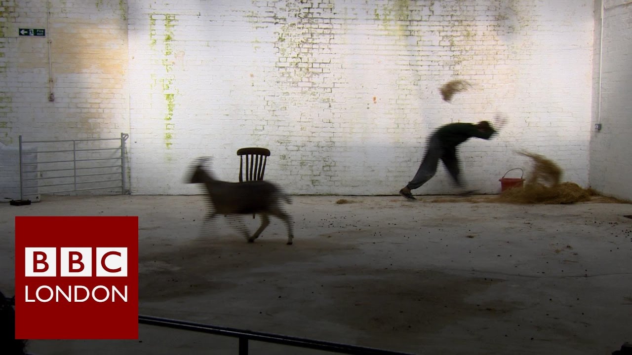 Do animals like performance art? - BBC London News - YouTube