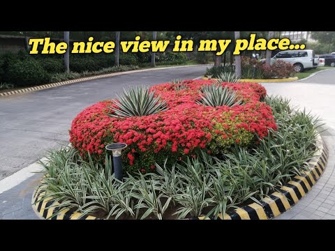 THE VERY NICE AND BEAUTIFUL VIEW IN MY PLACE..... - YouTube