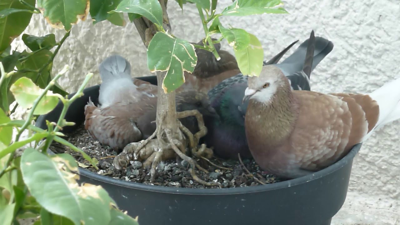 The doves family under the lemontree - YouTube