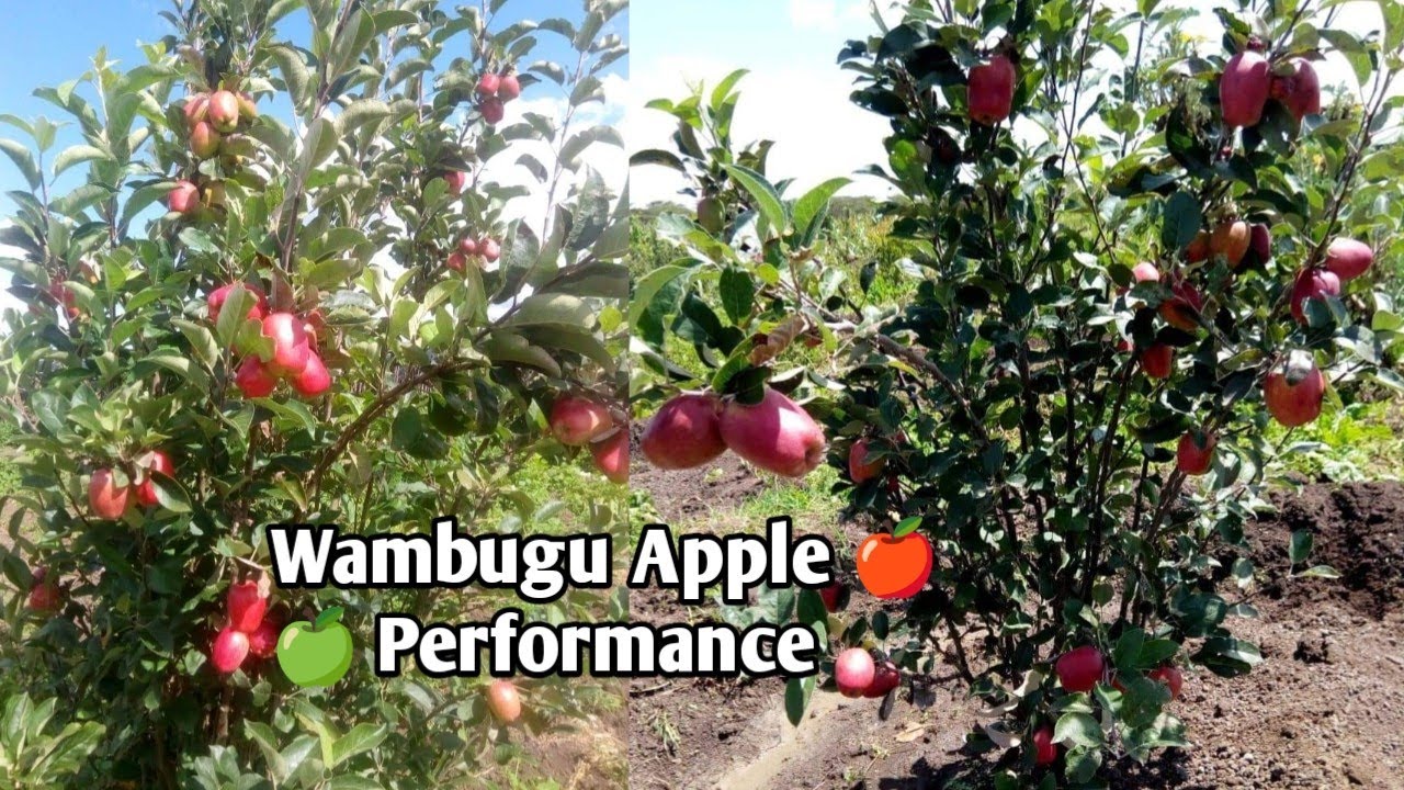 Wambugu 🍎 Apple Growth Update color ! Size ! ?? ll bamboo bambuga - YouTube