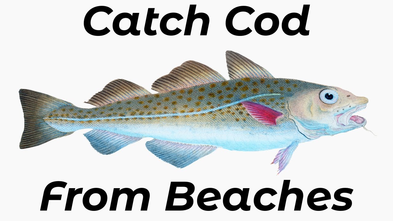How To Catch Cod From Beaches (Shore Fishing UK) - Beginners And ...