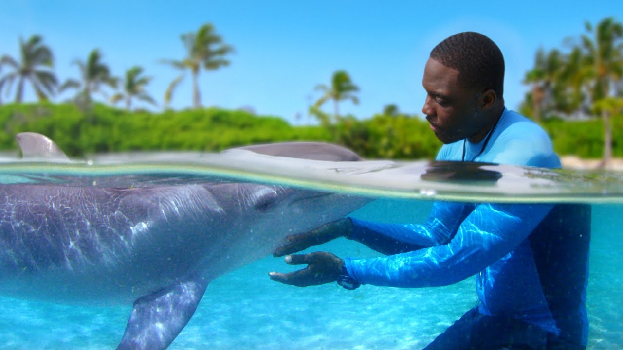 The True Story of the Rescued Hurricane Katrina Dolphins - YouTube