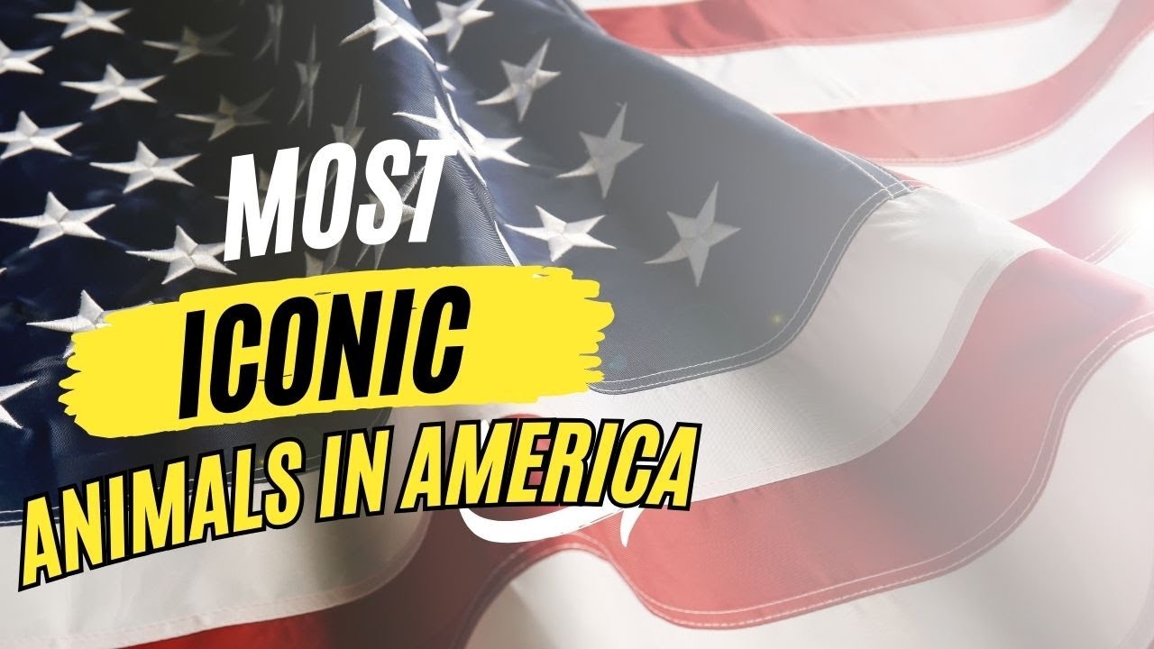 Most representative animals in USA - YouTube