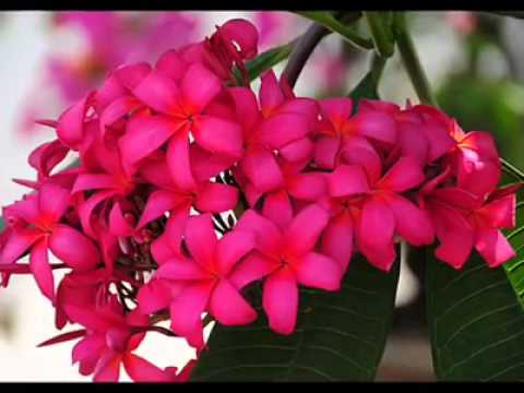 Omar Faruk Tekbilek  Kolaymi