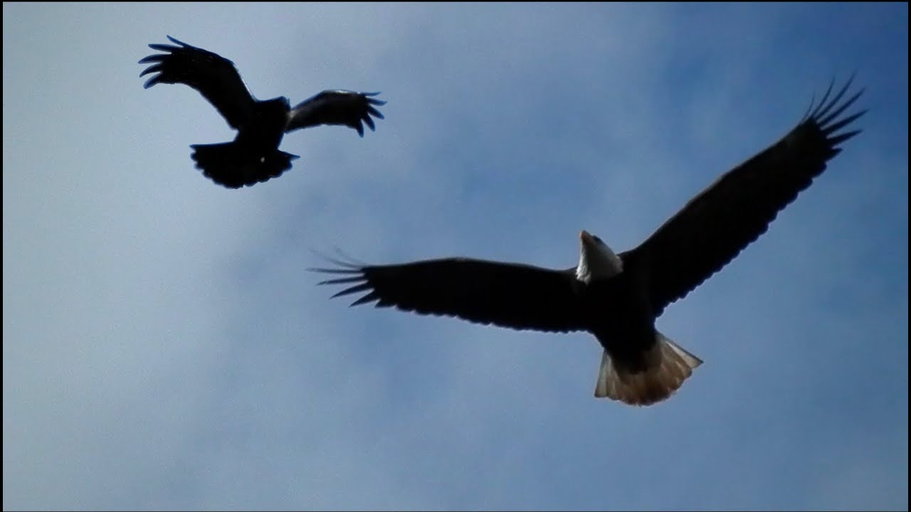 Raven Talk: The Nervous Cry - YouTube