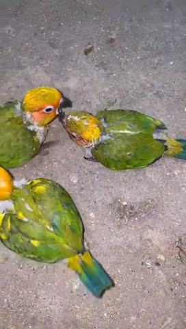 Sun Conure Hand Tamed Chicks #birds #parrot #parrots #sunconure - YouTube