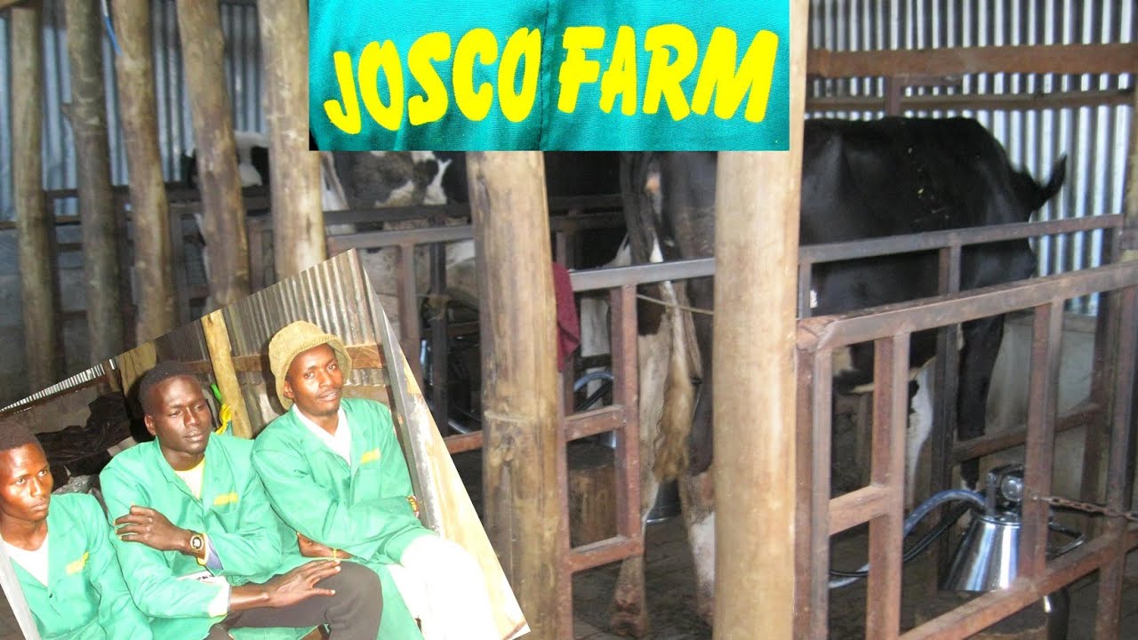 Modern Dairy Farming in Kenya; We are The leading Milk Producer in ...