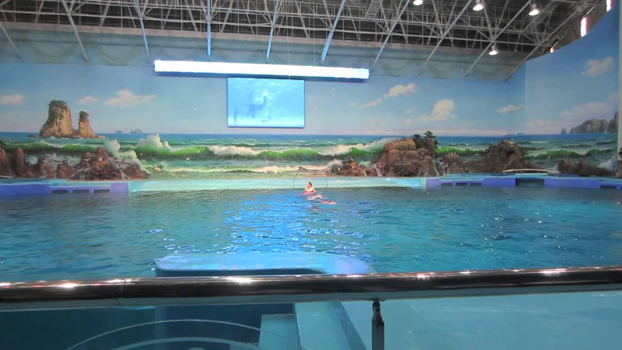 North Korean dolphin show (March 2014) - YouTube