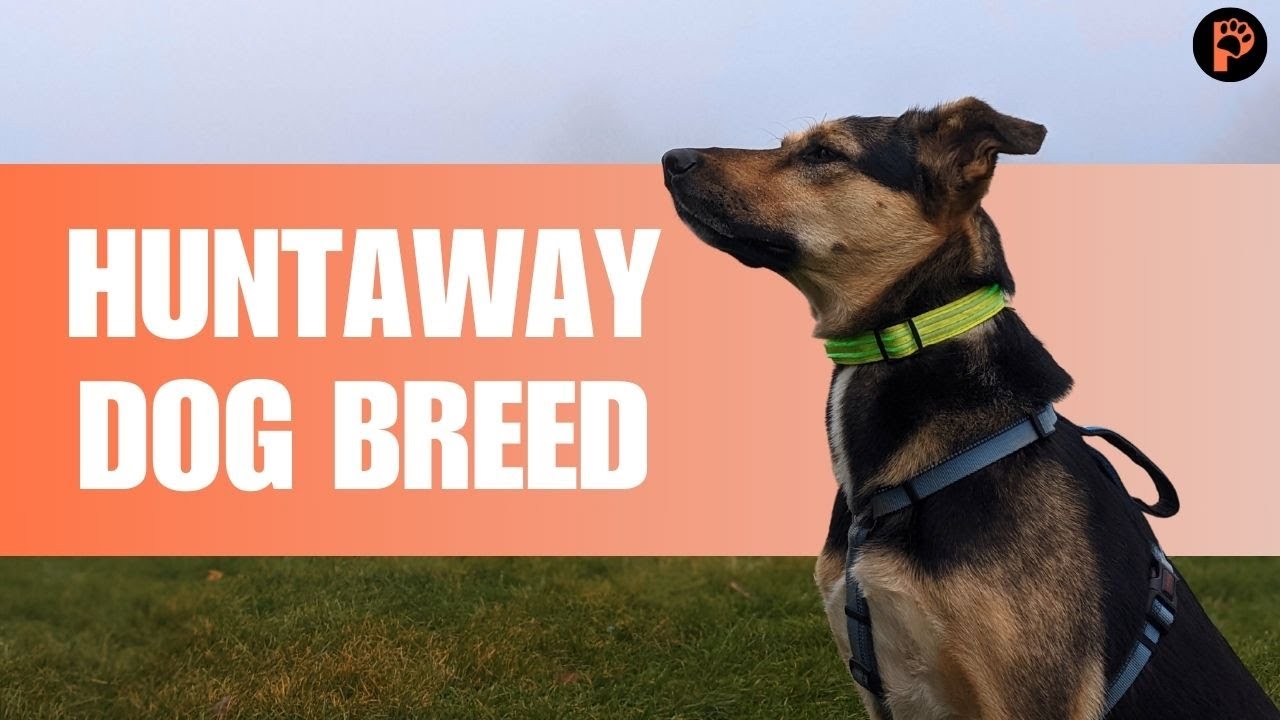 Huntaway | Dog Breed Facts and Information - YouTube