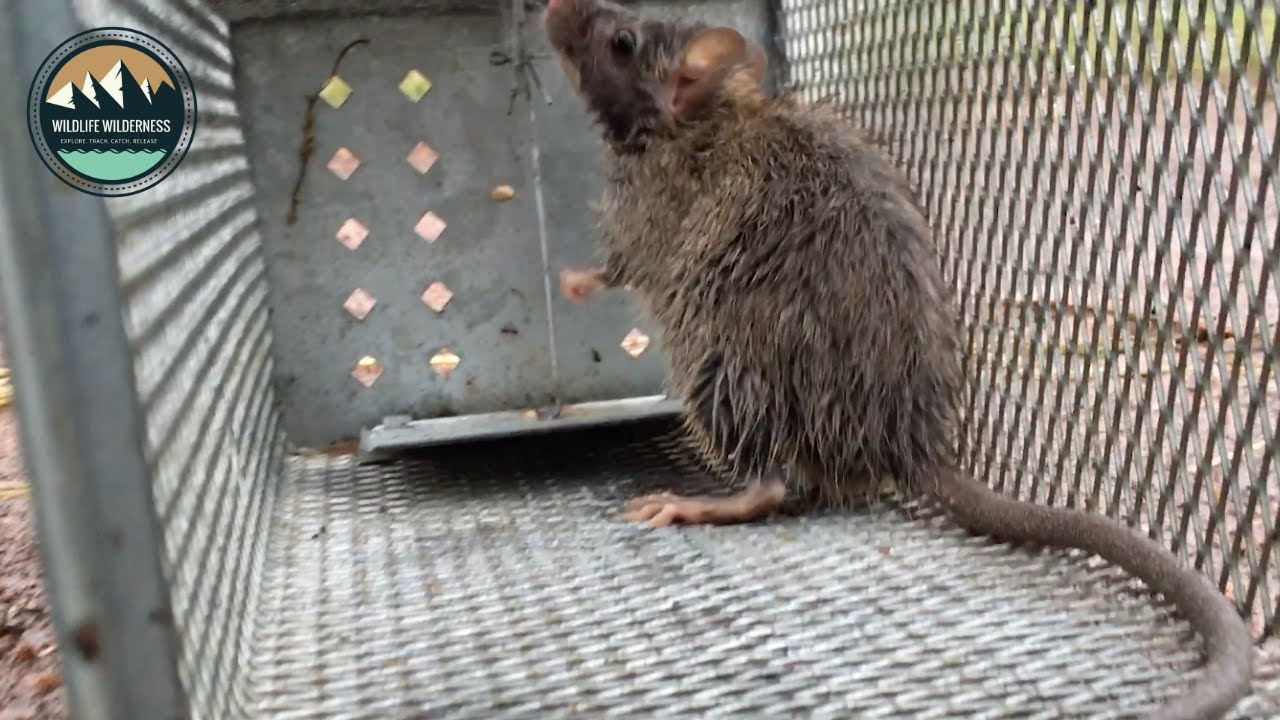 Bob The Field Mouse Caught In Humane Mouse Trap - YouTube