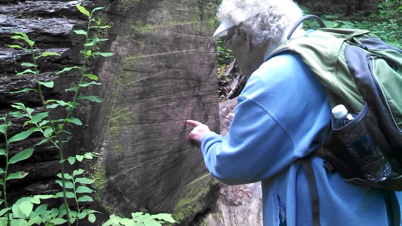 Counting Tree Rings - YouTube