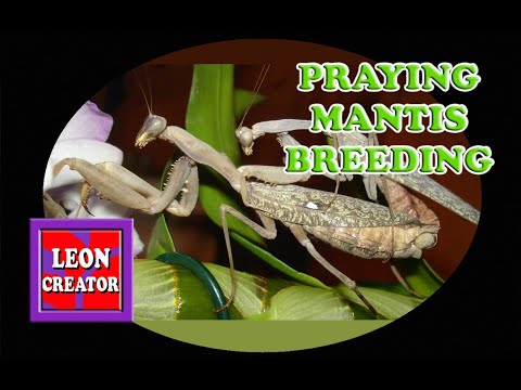 PRAYING MANTIS BREEDING - with Leon Hills - LEON CREATOR - YouTube