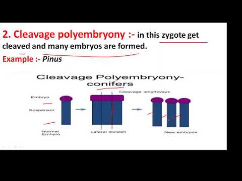 Special Lecture :- Polyembryony - YouTube