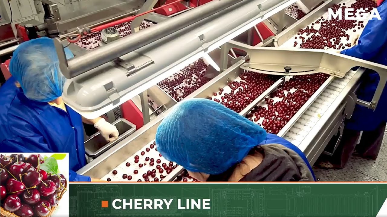 Cherry line designed by MEGA for cherry processing for freezing and ...