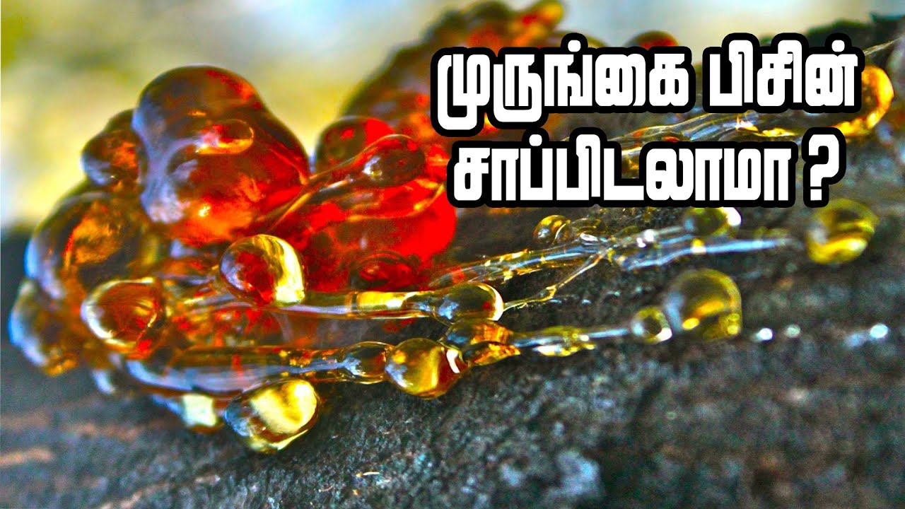 Murunga pisin Benefits in Tamil | முருங்கை பிசின் சாப்பிடலாமா ...