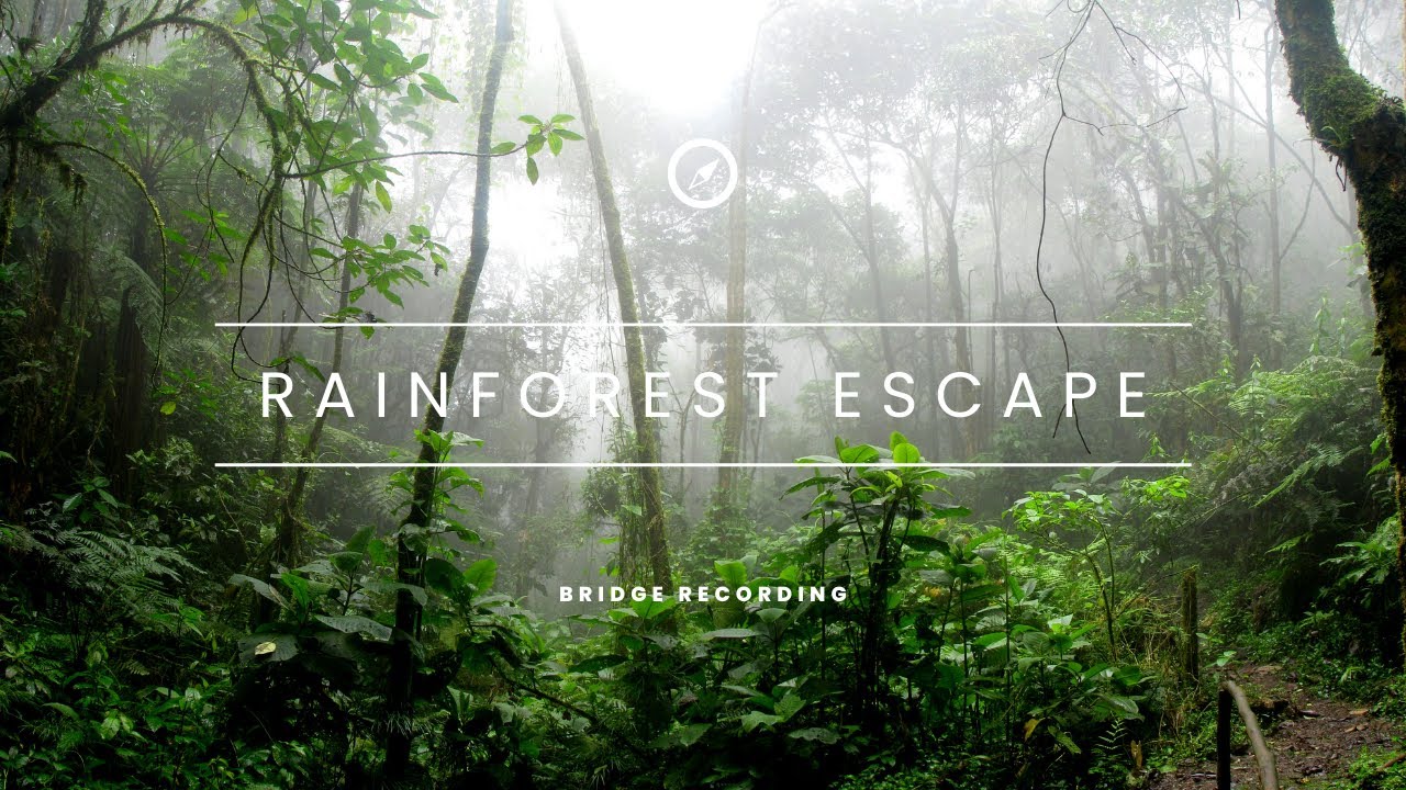 Rainforest Escape #relaxation - YouTube