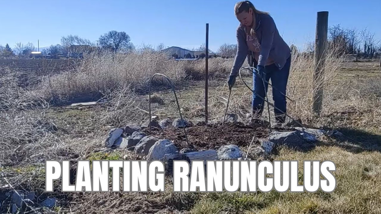 Soaking, Sprouting and Planting Ranunculus - YouTube