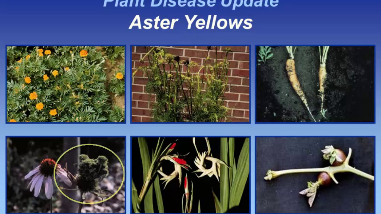 Aster Yellows - YouTube