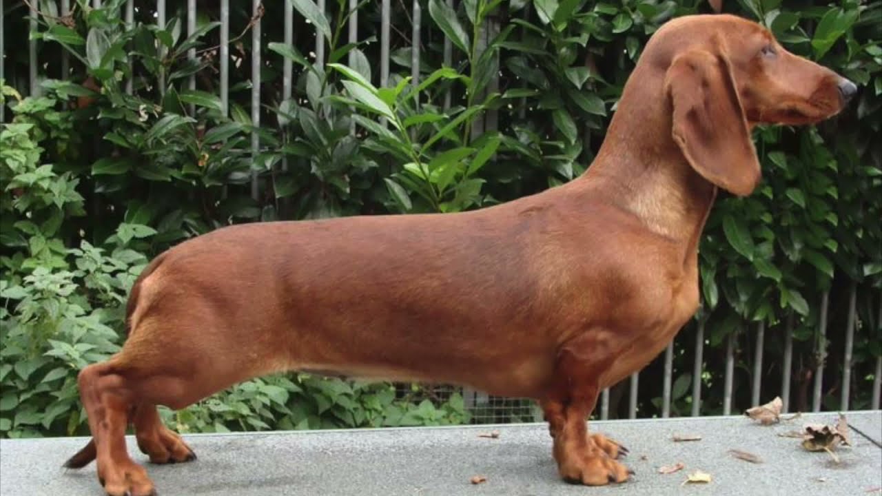 Teckel Miniature Rouge Teckelkennel Van De Kollenstaart