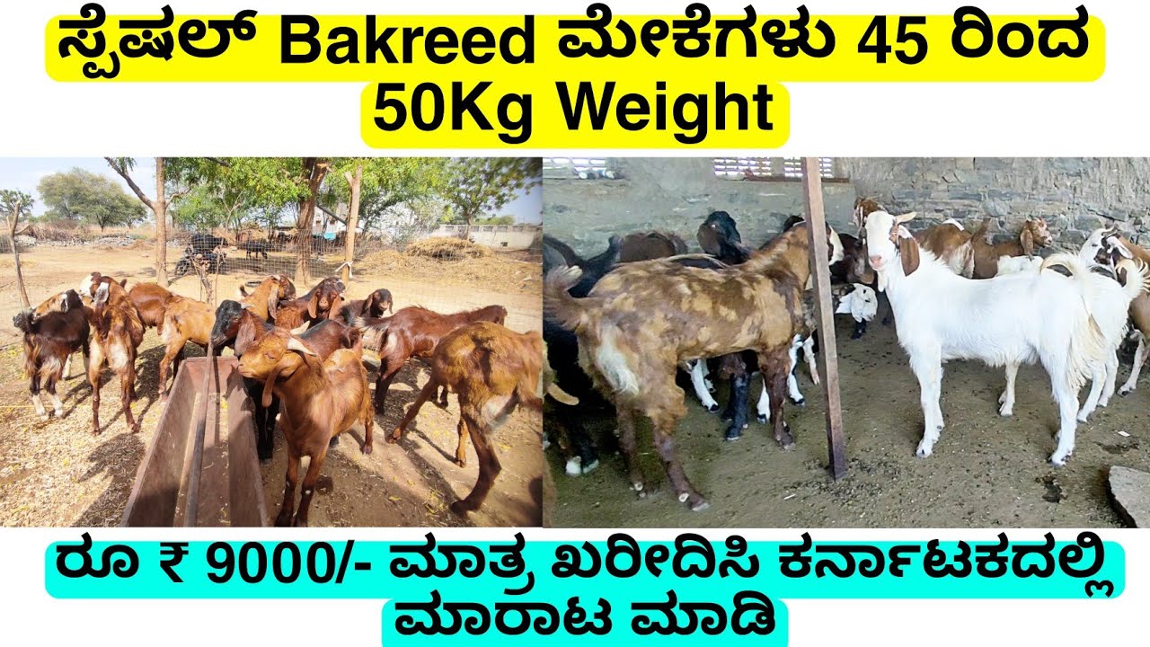 40 ರಿಂದ 50 Kg special goats ₹9000/- only | all types goats available ...