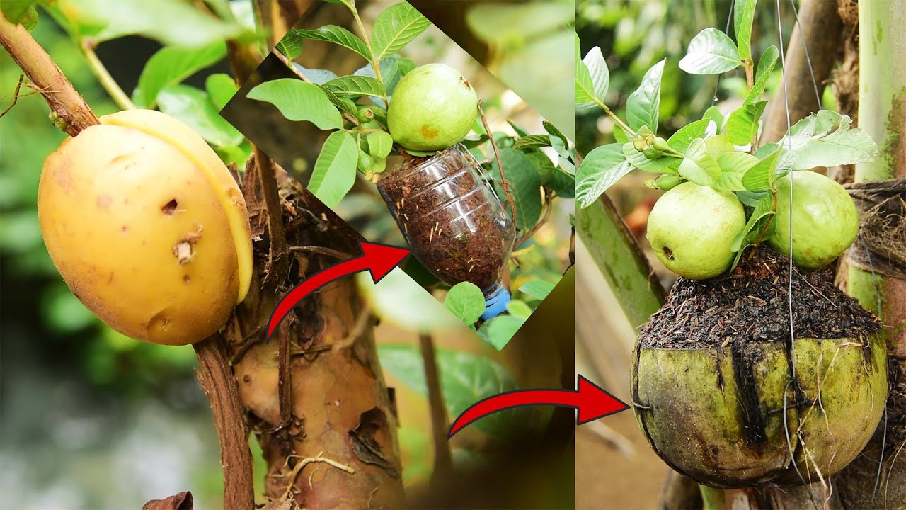 Amazing Guava Grafting | Best Air layer Propagation to Guava Fruits ...