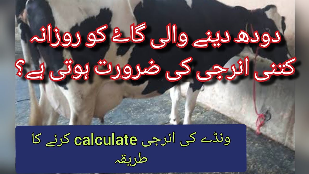 Energy requirement of a dairy cow ll How to calculate energy of wanda ...