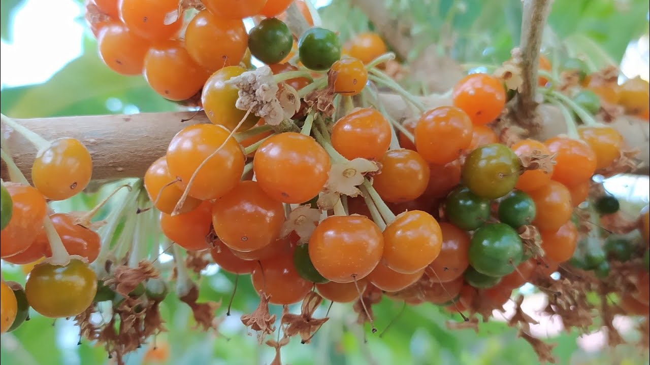 Fruto do Sabiá - YouTube